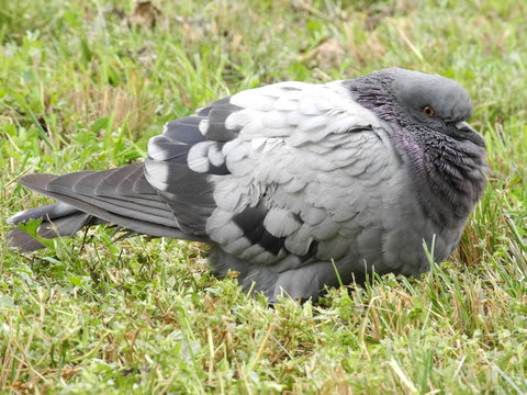 Dove-Colored Images – Browse 146 Stock Photos, Vectors, and Video ...