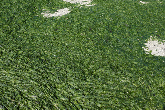 Algenteppich Bilder – Durchsuchen 620 Archivfotos, Vektorgrafiken und ...