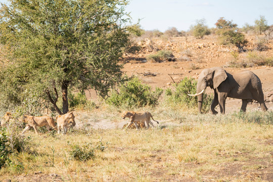 "Kruger Nationalpark" Images – Browse 966 Stock Photos, Vectors, and ...