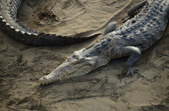 รูปภาพKrokodile – เลือกดูภาพถ่ายสต็อก เวกเตอร์ และวิดีโอ1,378 | Adobe Stock