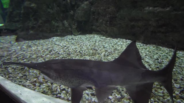 Paddlefish bilder – Bläddra bland 369 stockfoton, vektorer och videor ...