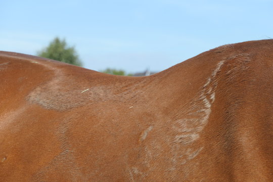 「Vacht」の画像 - 22 件の Stock 写真、ベクターおよびビデオ | Adobe Stock