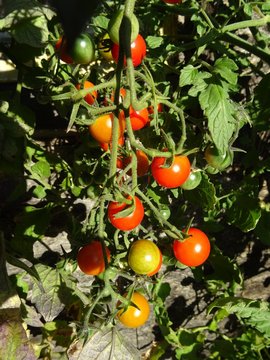 Mini-Tomaten Images – Browse 47 Stock Photos, Vectors, and Video ...