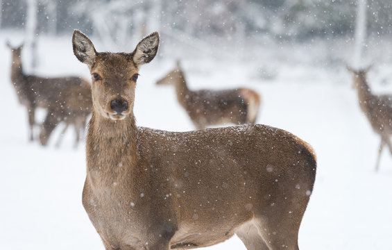 Rehaugen Bilder – Durchsuchen 3,790 Archivfotos, Vektorgrafiken und ...