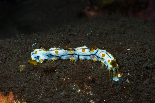 「Graeffei」の画像 - 48 件の Stock 写真、ベクターおよびビデオ | Adobe Stock