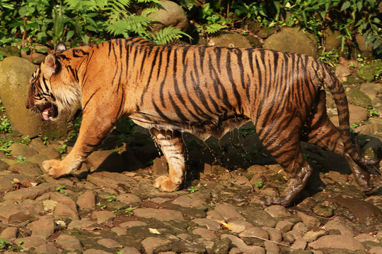 รูปภาพHarimau – เลือกดูภาพถ่ายสต็อก เวกเตอร์ และวิดีโอ143 | Adobe Stock