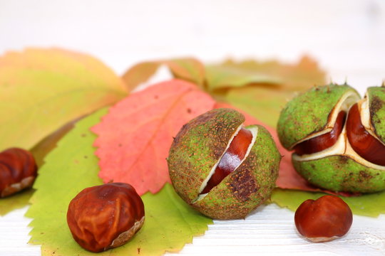 Buchennüsse Bilder – Durchsuchen 665 Archivfotos, Vektorgrafiken und ...