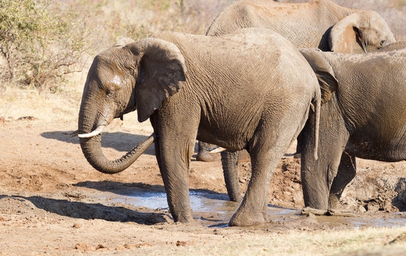 รูปภาพPachyderm – เลือกดูภาพถ่ายสต็อก เวกเตอร์ และวิดีโอ157,378 | Adobe ...