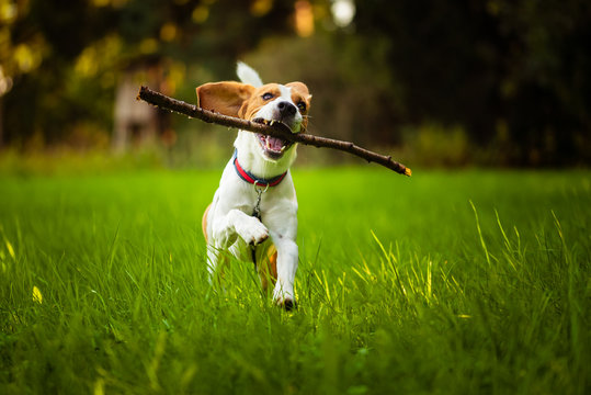 Free Dog Images – Browse 14,393 Free Stock Photos, Vectors, and Video ...