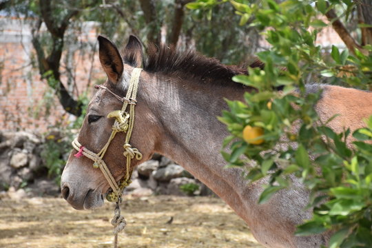 รูปภาพMula – เลือกดูภาพถ่ายสต็อก เวกเตอร์ และวิดีโอ1,629 | Adobe Stock