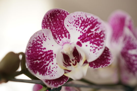 Flouer Images – Browse 13 Stock Photos, Vectors, and Video | Adobe Stock