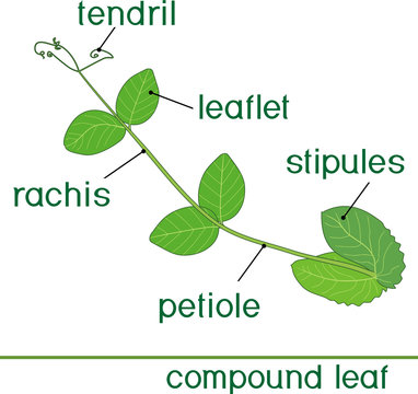 Leaflet Tendril