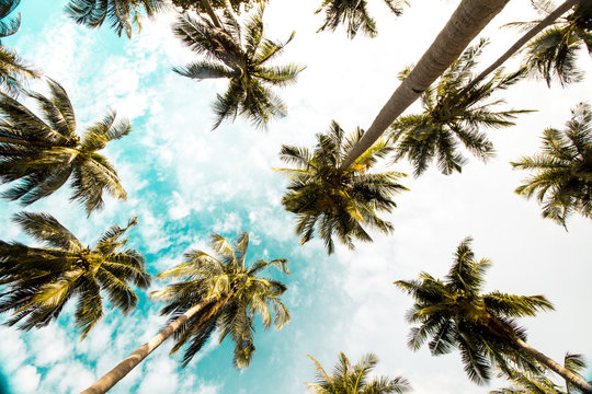 รูปภาพPalme – เลือกดูภาพถ่ายสต็อก เวกเตอร์ และวิดีโอ70,824 | Adobe Stock