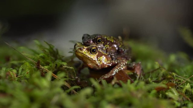 Imágenes de Atelopus: descubre bancos de fotos, ilustraciones, vectores ...