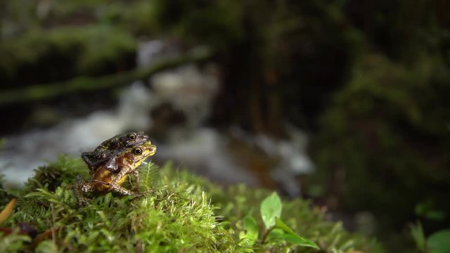 Imágenes de Atelopus: descubre bancos de fotos, ilustraciones, vectores ...