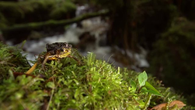 Obrazy (Atelopus) — zdjęcia, wektory i wideo bez tantiem (87) | Adobe Stock