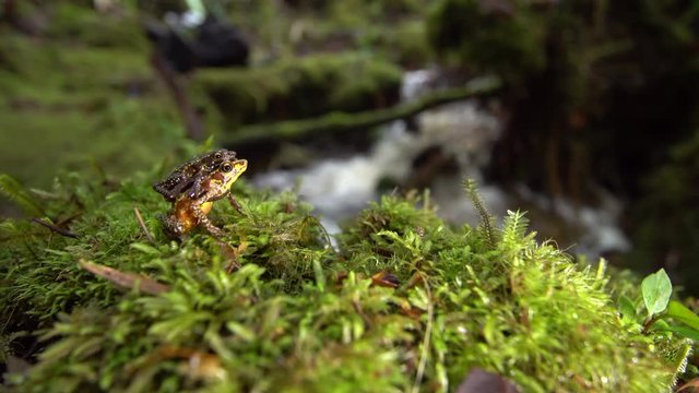 Imágenes de Atelopus: descubre bancos de fotos, ilustraciones, vectores ...