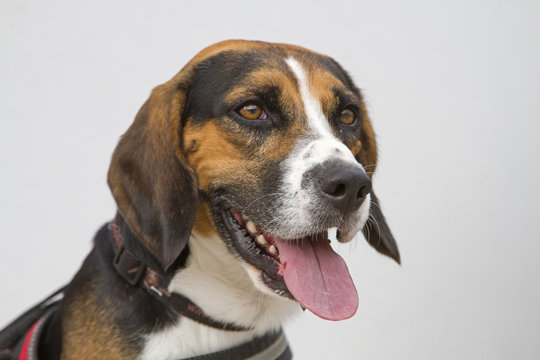 รูปภาพHundegesicht – เลือกดูภาพถ่ายสต็อก เวกเตอร์ และวิดีโอ509 | Adobe ...