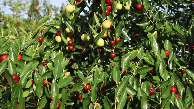 Giuggiole Images – Browse 173 Stock Photos, Vectors, and Video | Adobe ...