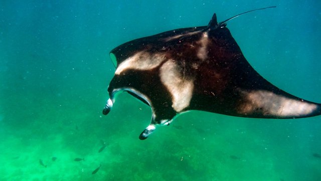 Mantaray Images – Browse 185 Stock Photos, Vectors, and Video | Adobe Stock