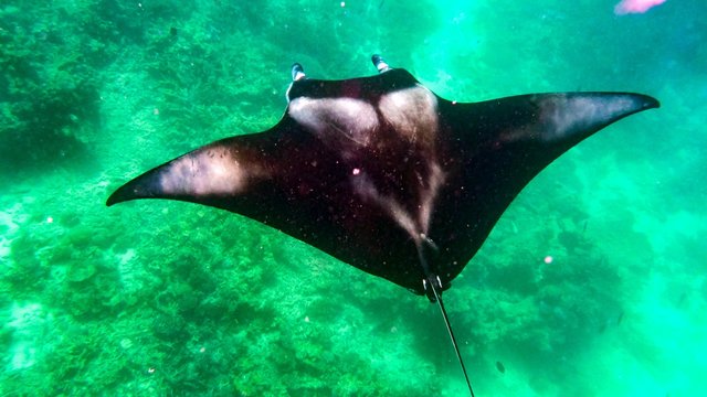 Riesenmanta Bilder – Durchsuchen 3,646 Archivfotos, Vektorgrafiken und ...