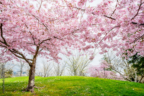 "Beautiful full bloom cherry Blossom trees in the early spring season ...