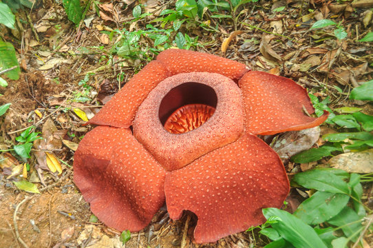 รูปภาพRafflesia – เลือกดูภาพถ่ายสต็อก เวกเตอร์ และวิดีโอ1,022 | Adobe Stock