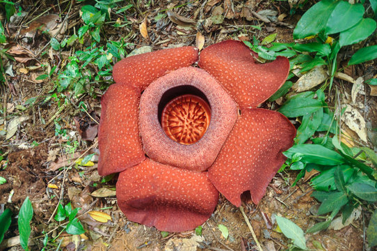 861 BEST Rafflesia IMAGES, STOCK PHOTOS & VECTORS | Adobe Stock