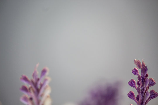 Plantinha Images – Browse 93 Stock Photos, Vectors, and Video | Adobe Stock