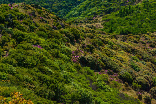 Green Mountain Texture