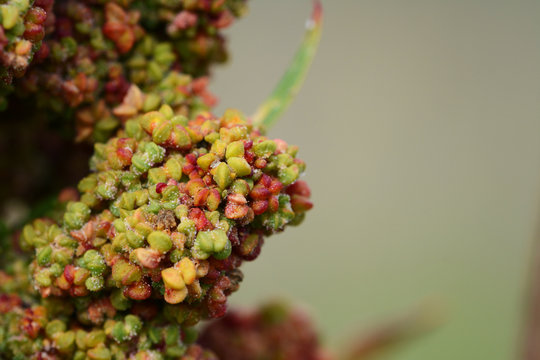 "Quinoa Grain" Images – Browse 2 Stock Photos, Vectors, and Video ...