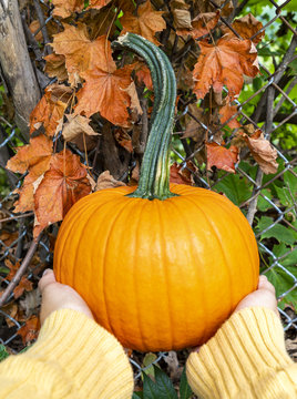 Rachel Lerch photos, images, assets | Adobe Stock