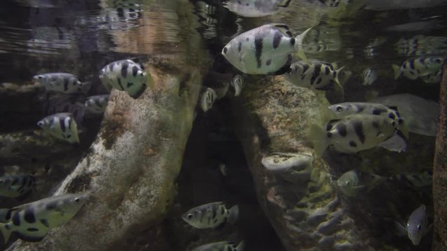 Perciform Images – Browse 5,032 Stock Photos, Vectors, and Video ...