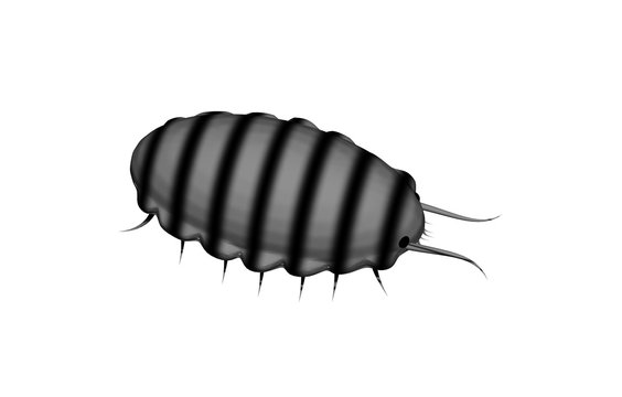 80 BESTE Kellerassel BILDER, STOCK-FOTOS & -VEKTORGRAFIKEN | Adobe Stock