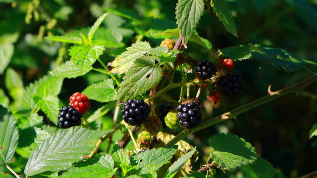 Wildbeeren bilder – Bläddra bland 655 stockfoton, vektorer och videor ...
