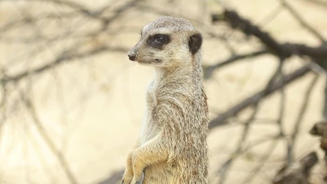 Surikat Images – Browse 417 Stock Photos, Vectors, and Video | Adobe Stock