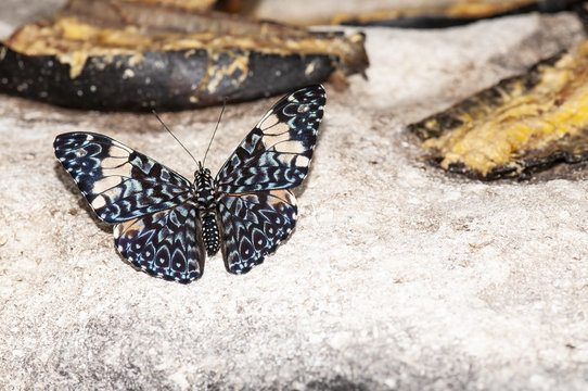 「Februa」の写真素材 | 92件の無料イラスト画像 | Adobe Stock