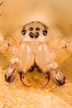 รูปภาพTriangularis – เลือกดูภาพถ่ายสต็อก เวกเตอร์ และวิดีโอ1,172 ...