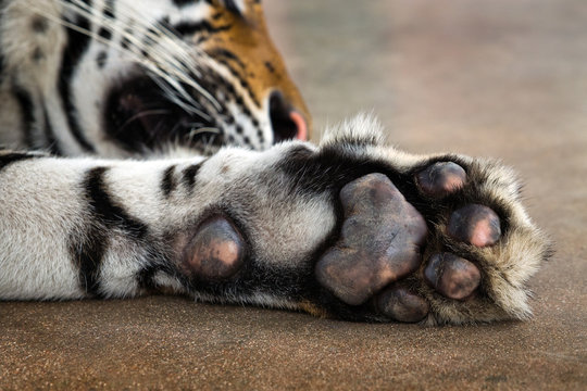 Real Tiger Paw