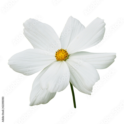 Single Flower White Background Image | Best Flower Site