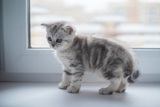 รูปภาพCitten – เลือกดูภาพถ่ายสต็อก เวกเตอร์ และวิดีโอ71 | Adobe Stock