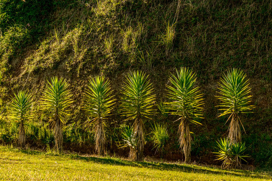 Palmitas Images – Browse 78 Stock Photos, Vectors, and Video | Adobe Stock