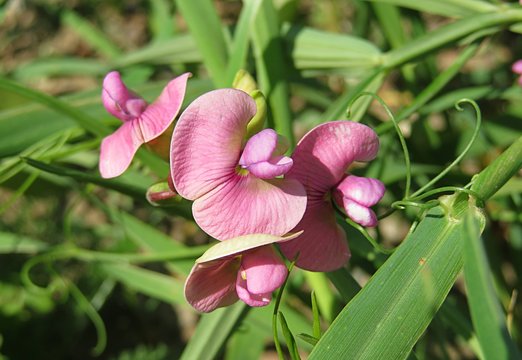 Lathyrus Images – Browse 3,912 Stock Photos, Vectors, and Video | Adobe ...