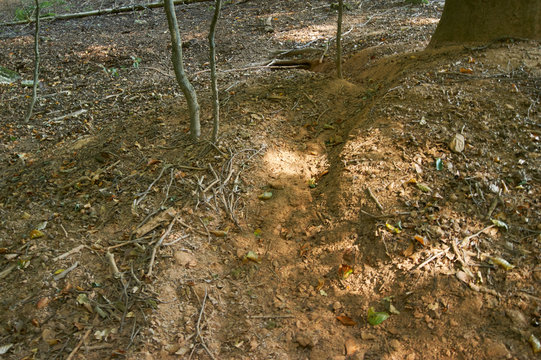 Dachsburg Imagens – Procure 15 fotos, vetores e vídeos | Adobe Stock