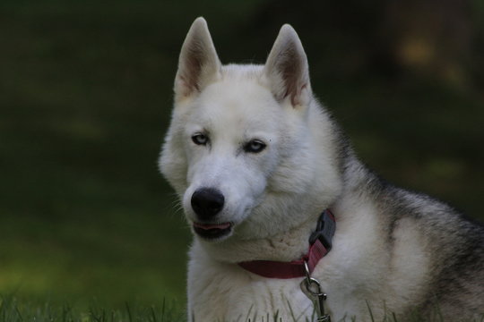 「Haskie」の写真素材 | 45件の無料イラスト画像 | Adobe Stock