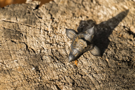 Panifol Images – Browse 3 Stock Photos, Vectors, and Video | Adobe Stock