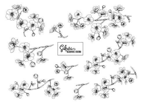 Cherry Blossom Tree Outline Images – Browse 3,454 Stock Photos, Vectors ...