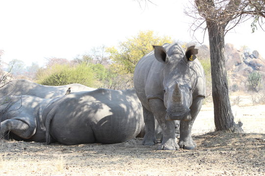 รูปภาพNashorn – เลือกดูภาพถ่ายสต็อก เวกเตอร์ และวิดีโอ7,825 | Adobe Stock