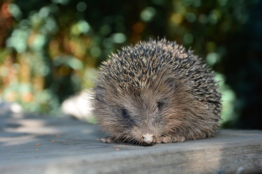 รูปภาพIgel – เลือกดูภาพถ่ายสต็อก เวกเตอร์ และวิดีโอ5,485 | Adobe Stock