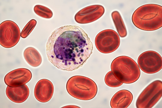Basophil Images – Browse 3,415 Stock Photos, Vectors, and Video | Adobe ...